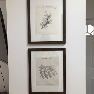 British Columbia, Western Red Cedar Botanical Wall Art the Official ...