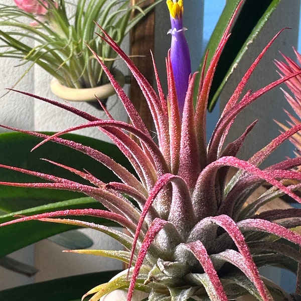 Ionantha Red Air Plant - Beginner Tillandsia - Etsy