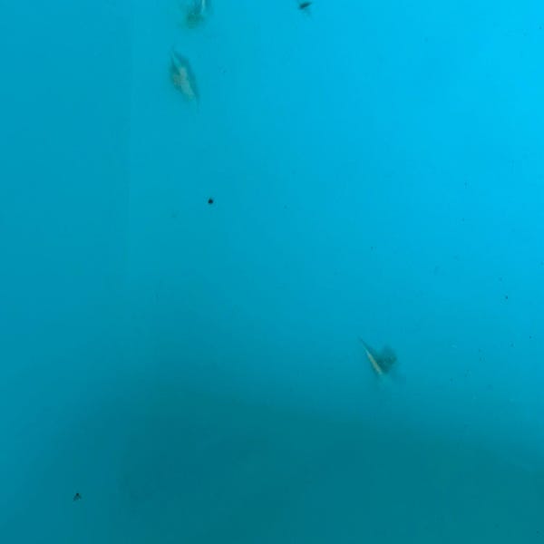 Japanese Rice Fish Eggs - Medaka Miyuki Blue - Etsy