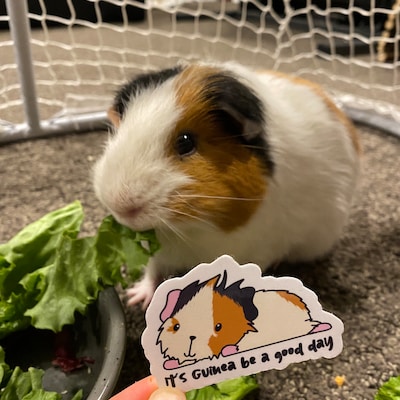 Spooky Ghost Guinea Pig Sticker Ghost Guinea Pig Halloween - Etsy