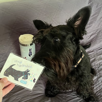 Scottish Terrier Sticker, Scottie Sticker, Side Eye Sticker, Side Eye ...