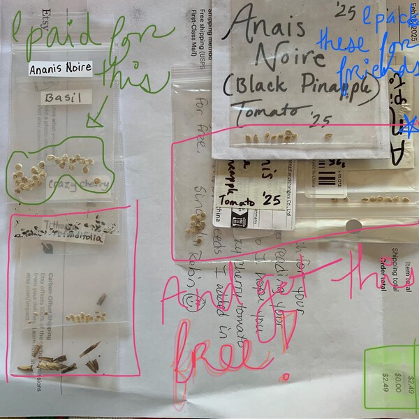 Grancy Greybeard, White Fringe Tree, Chionanthus Virginicus 13+ Seeds ...