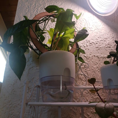 Half Moon Hanging Wall Plant Trellis - Etsy
