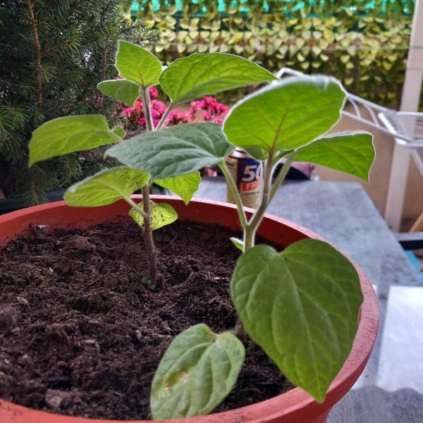 Exotic Butterfly Pea - Blue Tea Pea / Asian Pigeonwings / Blue Pigeon ...