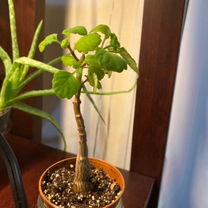 Bonsai Mint plectranthus Ernstii Caudex - Etsy