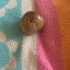 Coffee Calcite, Chocolate Calcite, Coffee Calcite Tumble Stone ...