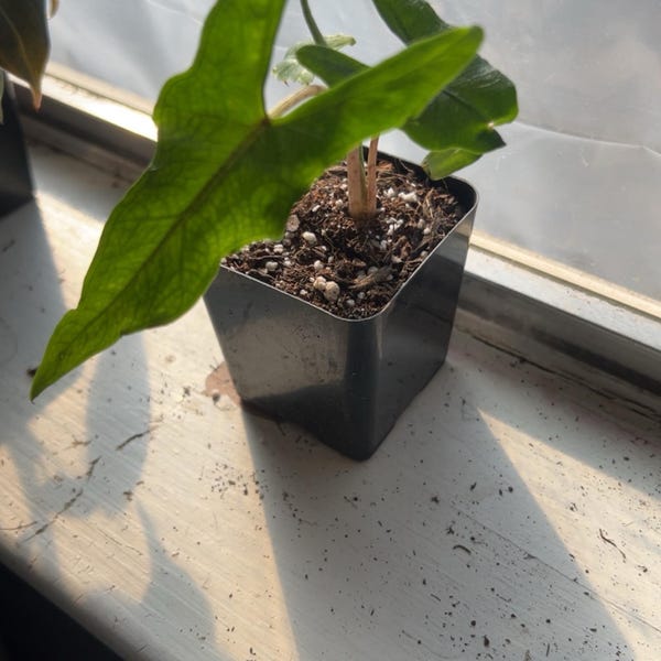 Alocasia Sabrina Starter Plant (ALL STARTER PLANTS Require You to ...