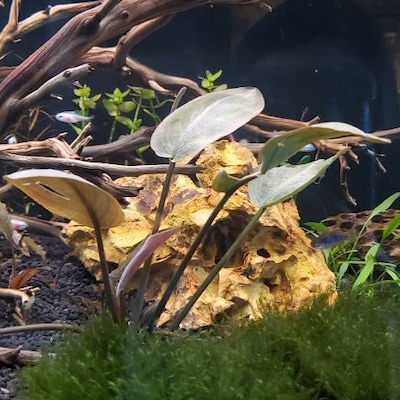 Water Sprite Lace Leaf Medium Pack of 3 Live Aquarium Plants Fast ...