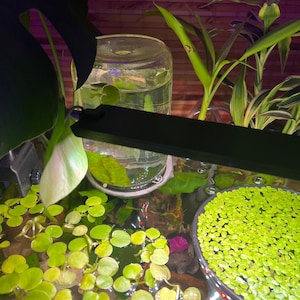 Adjustable Betta Hoop Betta Olympics Training Beginner - Etsy