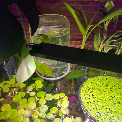 Adjustable Betta Hoop Betta Olympics Training Beginner - Etsy