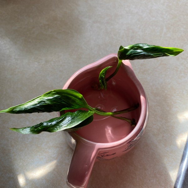 Manjula Pothos Cutting | Plant Cutting | Pothos Cutting | Single Node ...