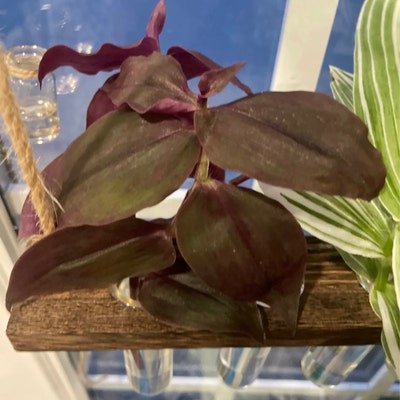 Tradescantia Blossfeldiana Aurea limelight - Etsy