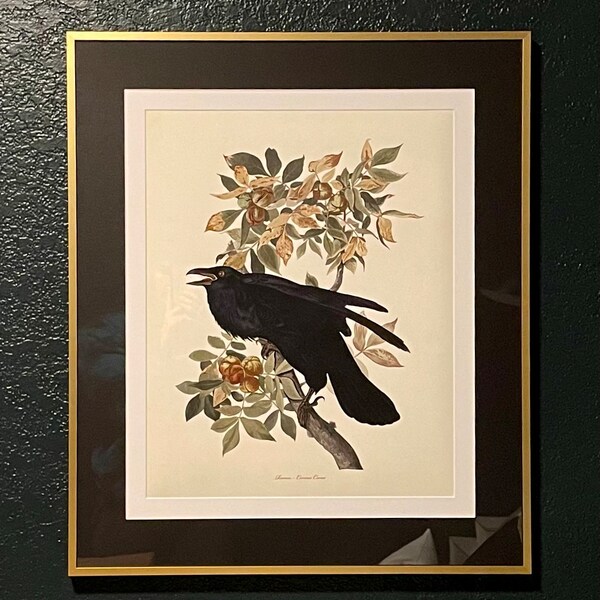 Audubon Raven and Crow Print Set No. 9, Art Prints, Vintage Bird Prints ...