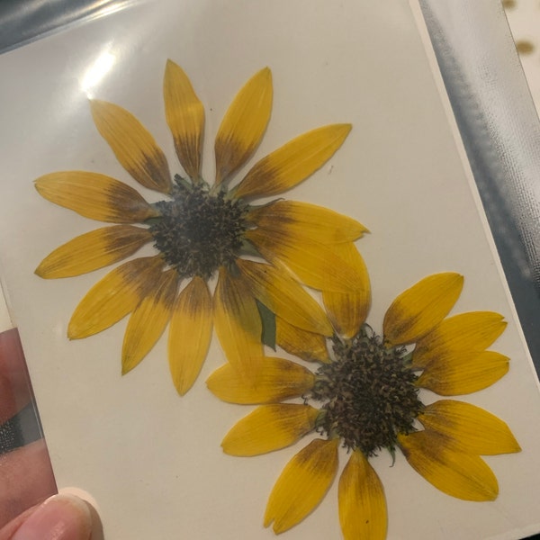 Pressed Flower,pressed Flower Big Sunflower,2 Pcs/pack,dry Flower ...