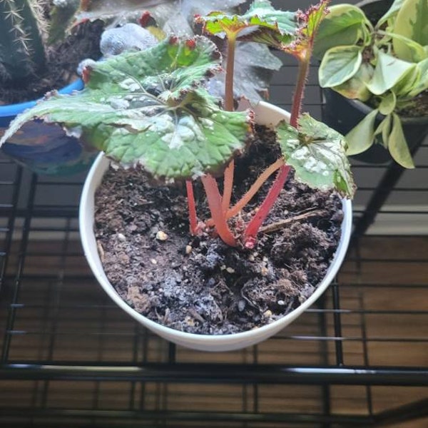 Jurassic™ Rex Begonia 'watermelon' - Etsy