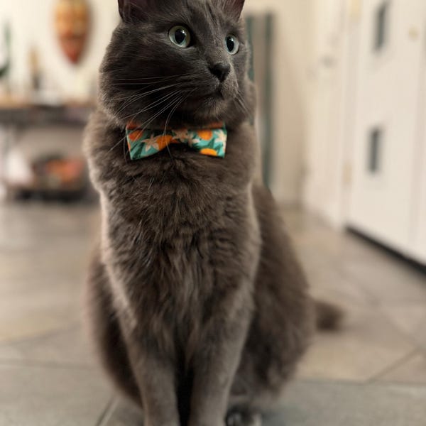 Clementine Cat Collar - "clementine Blossom" - Citrus Cat Collar ...