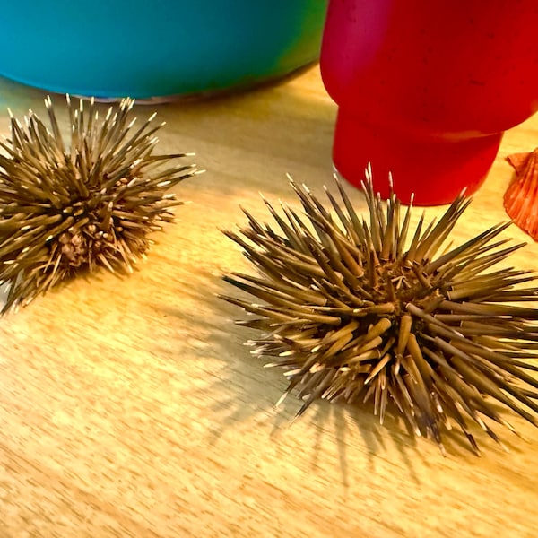 Arrowhead Sand Dollar Shell Extra Large Encope Michelini (1 Shell ...