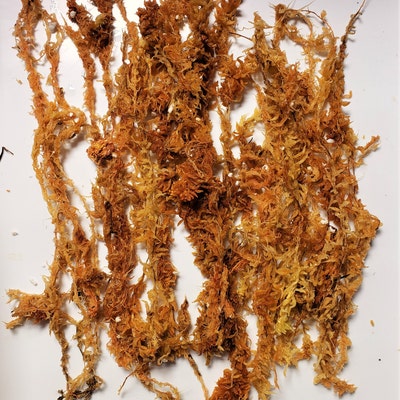 Carnivorous Spoon Leaf Sundew Drosera Spathulata Plant 3 Inch Pot - Etsy