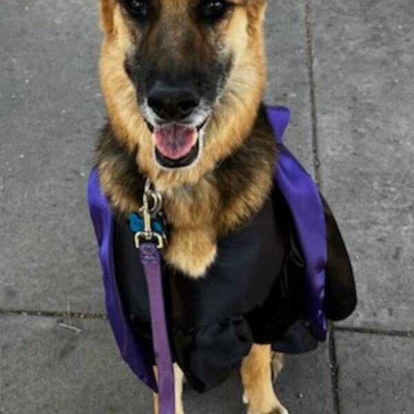 Professor Paws, FD-2108.S,PDF Pet Graduation Gown, Stole & Mortarboard ...