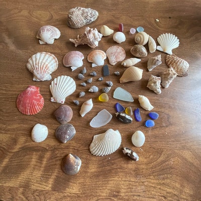 Assorted Seashells Handpicked From Florida, Sea Glass, Mixed 1/2 Pound ...