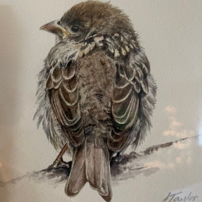 Wren: Signed Print of an Original Watercolour Painting by Jan Taylor ...
