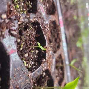 Count Dracula Vampire Pepper Premium Seed Packet - Etsy