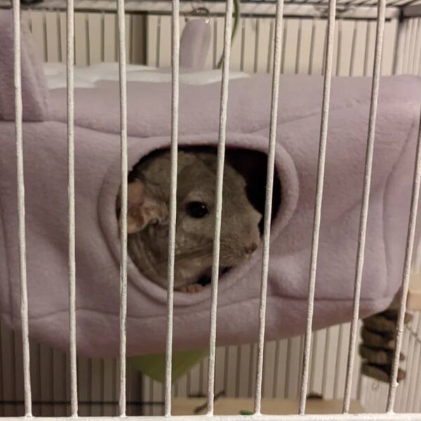 The Cosy Coffin Luxury Halloween Coffin in 3 Sizes, Hanging Cube ...