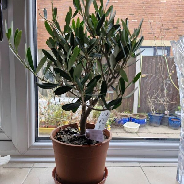 Mixed Alpine Plants Vibrant Garden Perennial Large Flowering Rockery ...