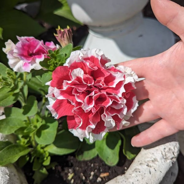 PERENNIAL | Hollyhock CHATER'S Double Triumph Mix | 20 Seeds | Althea ...