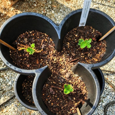 Potted Joan J Thornless Ever Bearing Red Raspberry Plants - Etsy
