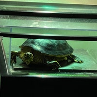Fully Acrylic Large Turtle Tower Turtle Basking Dock Turtle Basking ...