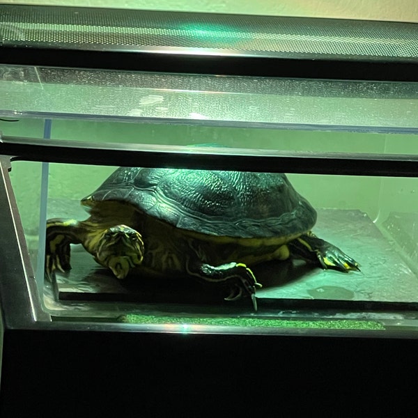 Fully Acrylic Large Turtle Tower Turtle Basking Dock Turtle Basking ...