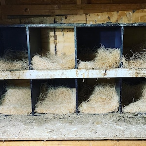 Duncan's Poultry 13x13 Excelsior Nesting Pads 10 Pack Nice Thick Nest ...