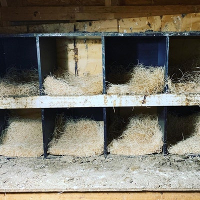 Duncan's Poultry 13x13 Excelsior Nesting Pads 10 Pack Nice Thick Nest ...