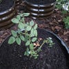 Rose “ausbite” English Climbing Rose Plant Ownroot - Etsy