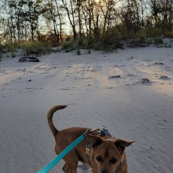 Custom Tartan Personalized Dog Collar, Matching Dog Bowtie, Dog Leash ...