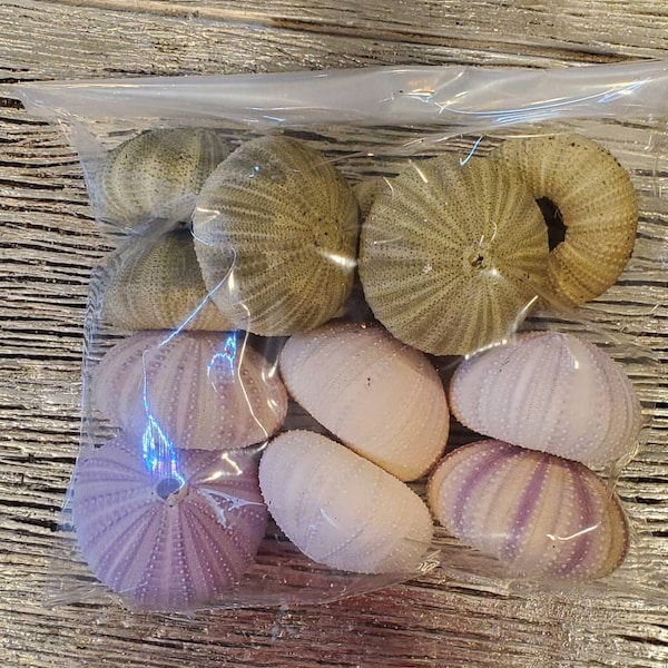 CARDIUM PESODOLIMA Sea Shell Trinket Box - Etsy