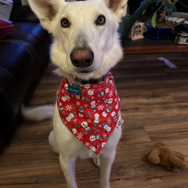 Cincinnati Reds Bandana / Cincinnati Reds / Dog Cat Bandana / Pet ...