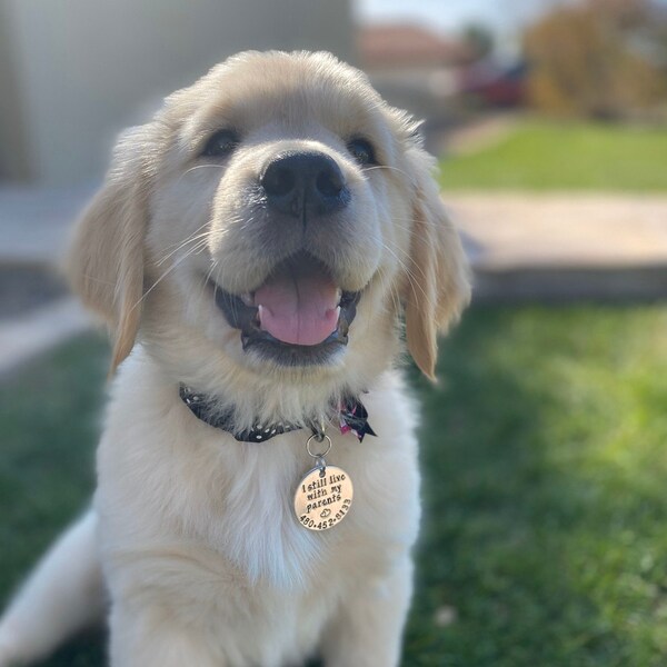 Custom Funny Dog Tag, I Still Live With My Parents, Pet ID, Hand ...