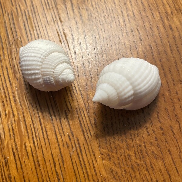 Spiny Jewel Box Sea Shells Hinged (2 Pieces) Sea Shells, Florida ...