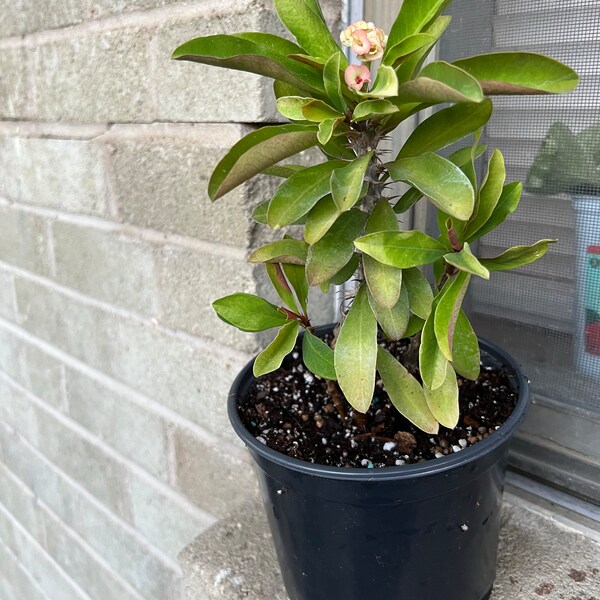 Men's Jacket // Vintage Jacket // STP Oil Retro Jacket // Kingsroad STP ...