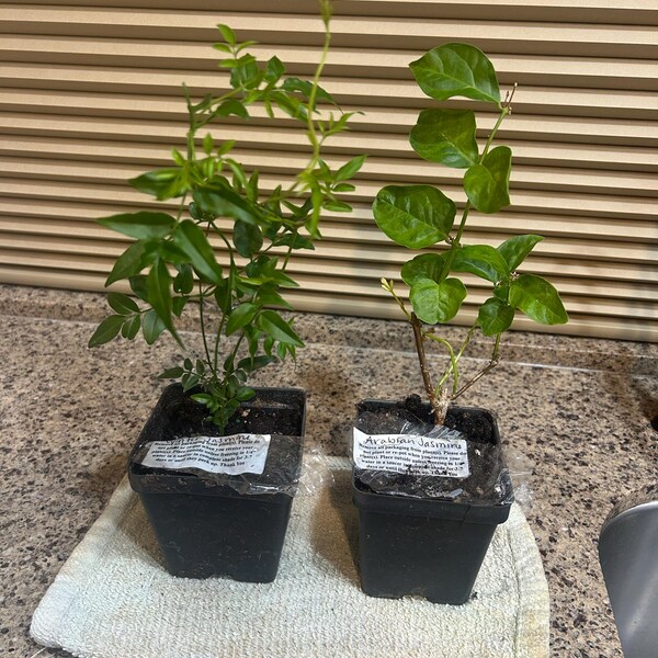 Hibiscus Weeping Albo Lacinatus Tropical Hibiscus Quart Plant - Etsy