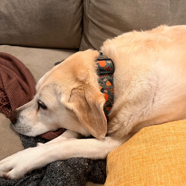 Fall Dog Collar, Autumn Dog Collar, Pumpkin Dog Collar, Embroidered Dog ...