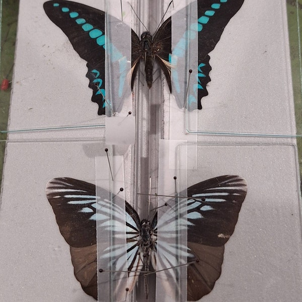 Complete Butterfly Mounting Kit With Spreading Board, PRESERVED ...
