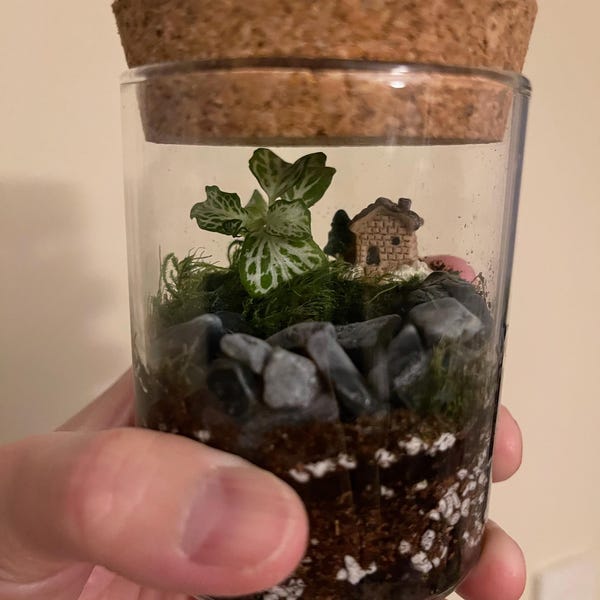 Complete Closed Terrarium Kit With Live Plants and Live Moss, Bioactive ...