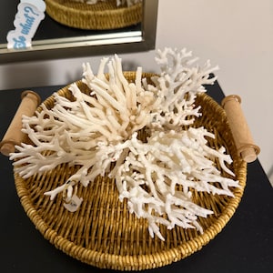 Real Jungle Mud Starfish Orange Brown Amber Color 1 to 3 Pcs 2 to 4 1/2 ...