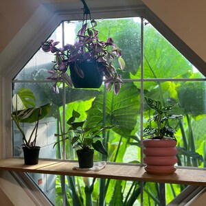 Silver Splash Pothos Scindapsus Pictus Exotica - Etsy