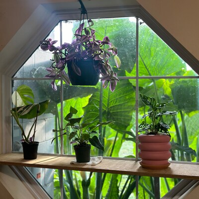 Silver Splash Pothos Scindapsus Pictus Exotica - Etsy