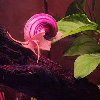 Super Snello 8oz, Aquatic Snail Food, Dehydrated, Snail Jello, Mystery ...