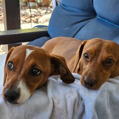 Egg Chair, Humpty Dumpty, Porcelain Allyson Nagel Original Design ...